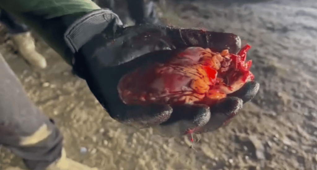 萨卡特卡斯剥皮（Zacatecas Flaying） - 共闻会